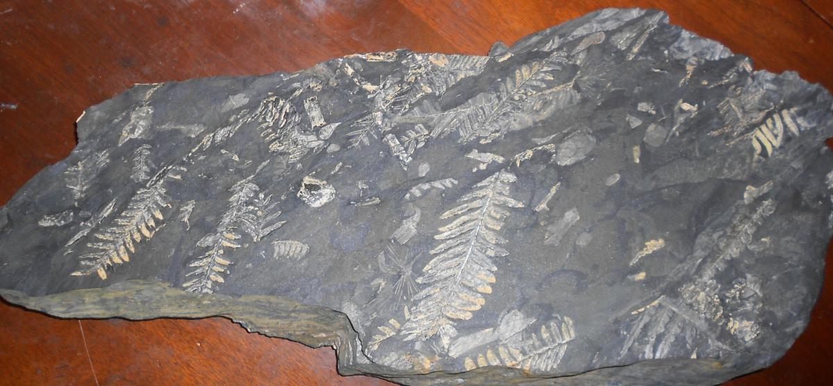 October 2011 Invertebrate / Plant Find Of The Month - Fossil of the ...