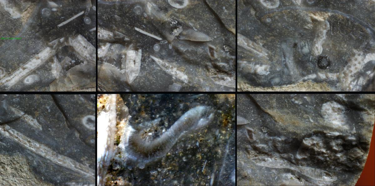 October 2011 Invertebrate / Plant Find Of The Month - Fossil of the ...