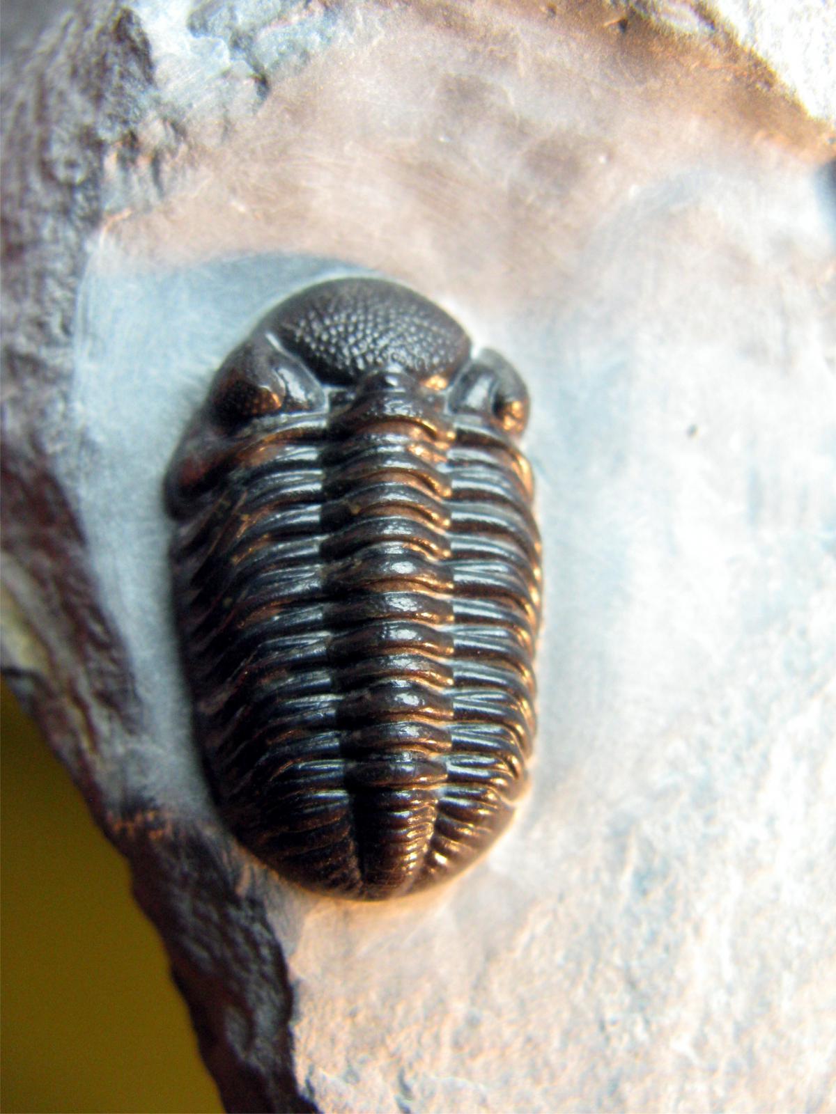 October 2011 Invertebrate / Plant Find Of The Month - Fossil of the ...