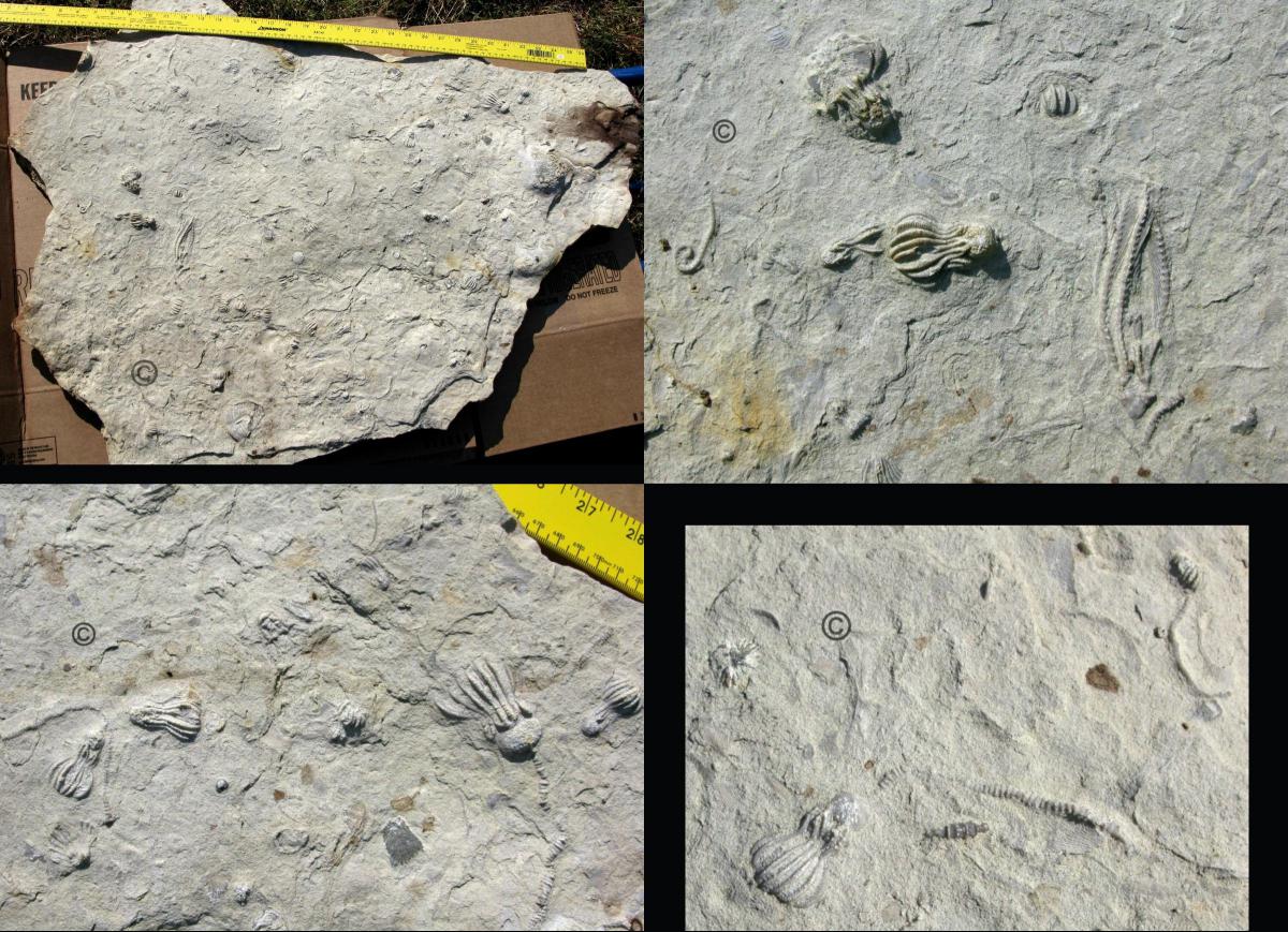 October 2011 Invertebrate / Plant Find Of The Month - Fossil of the ...