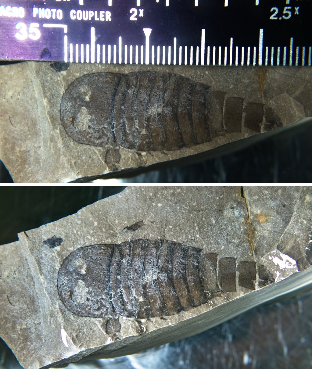 October 2011 Invertebrate / Plant Find Of The Month - Fossil of the ...