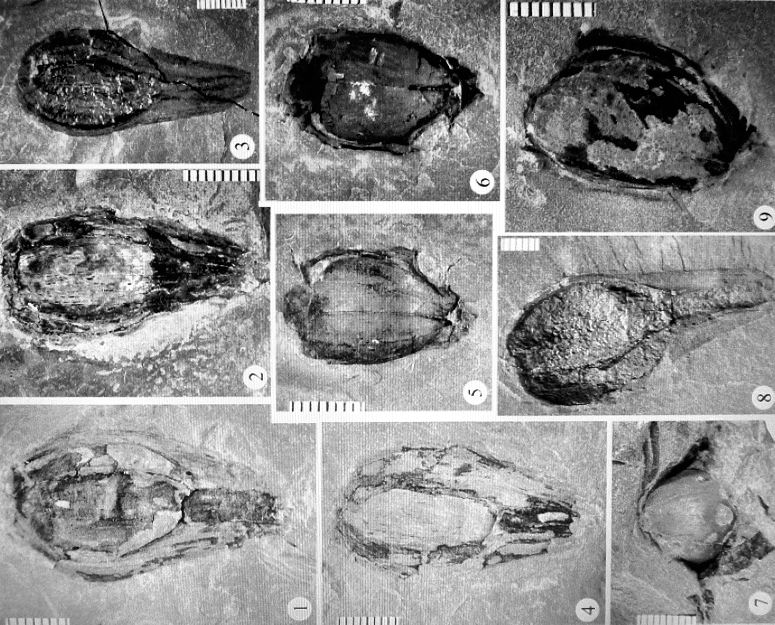 Maple Seed? - Fossil ID - The Fossil Forum