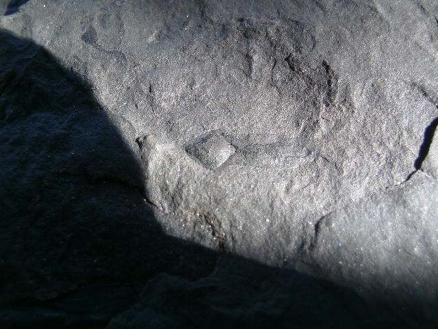 Maple Seed? - Fossil ID - The Fossil Forum