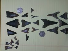 Finds From Weekend Trip;va - Fossil Hunting Trips - The Fossil Forum