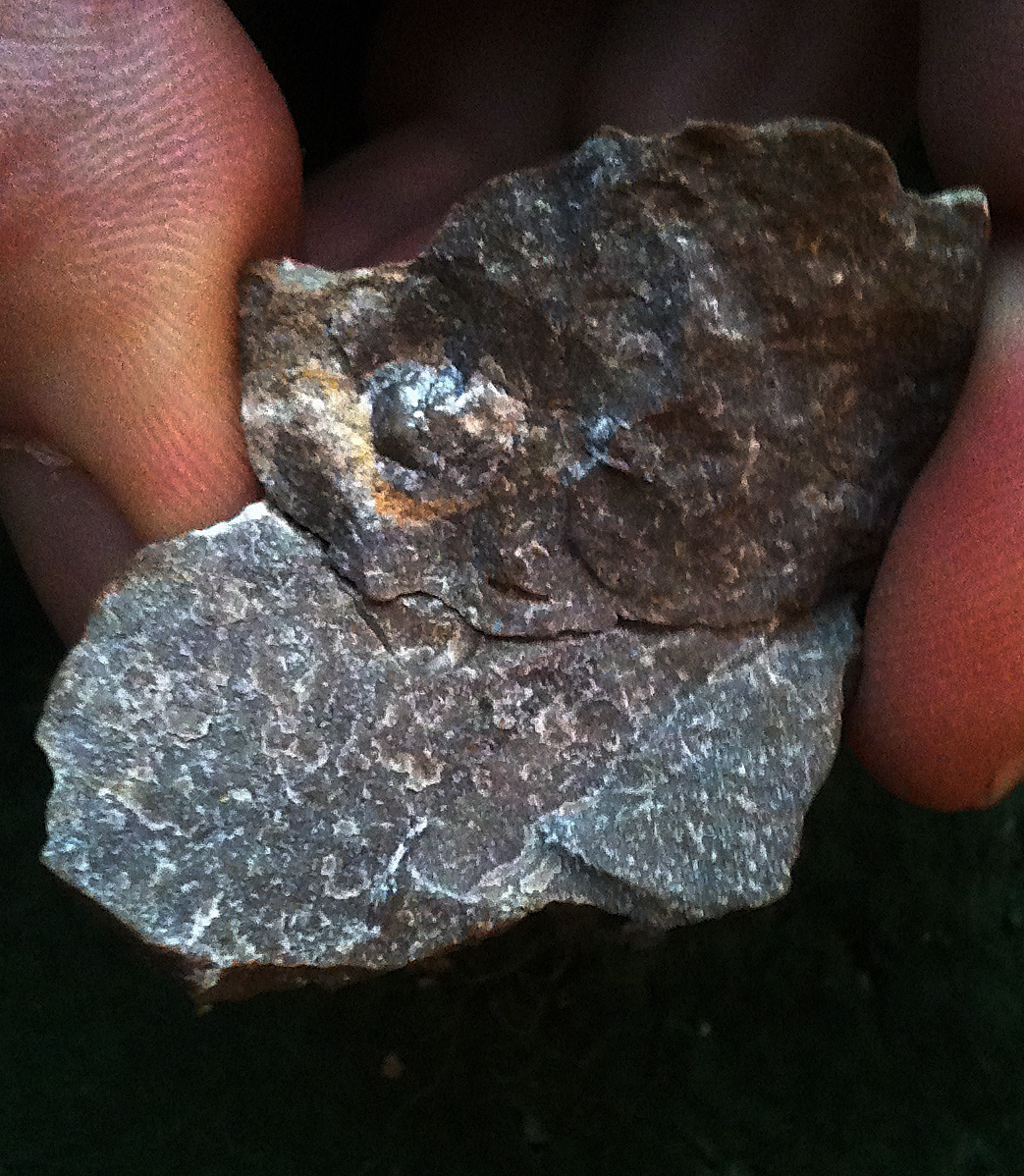 Strange Ring - Fossil ID - The Fossil Forum