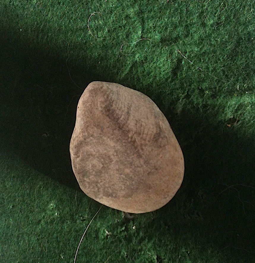 Conulariid? - Fossil ID - The Fossil Forum