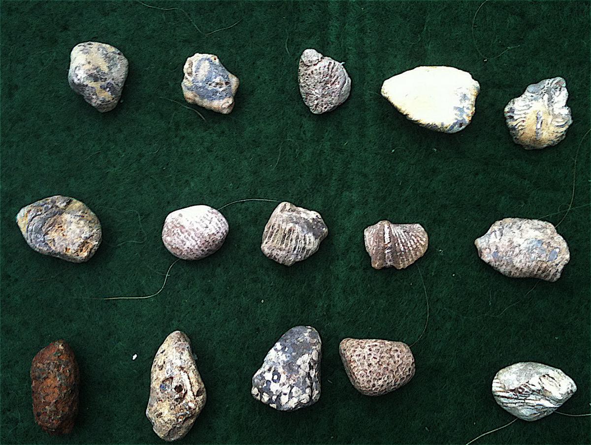 Index Fossils? - Fossil ID - The Fossil Forum