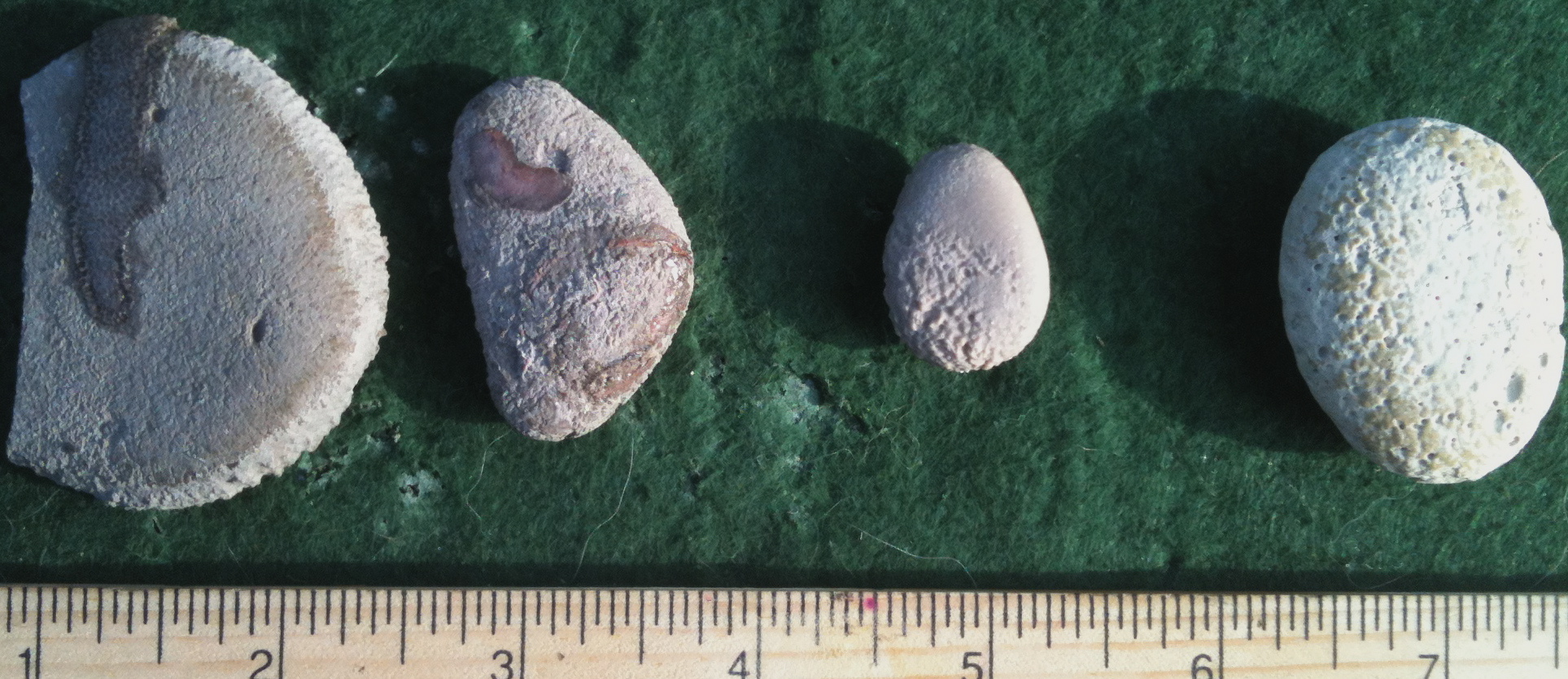 Nodules - Questions & Answers - The Fossil Forum