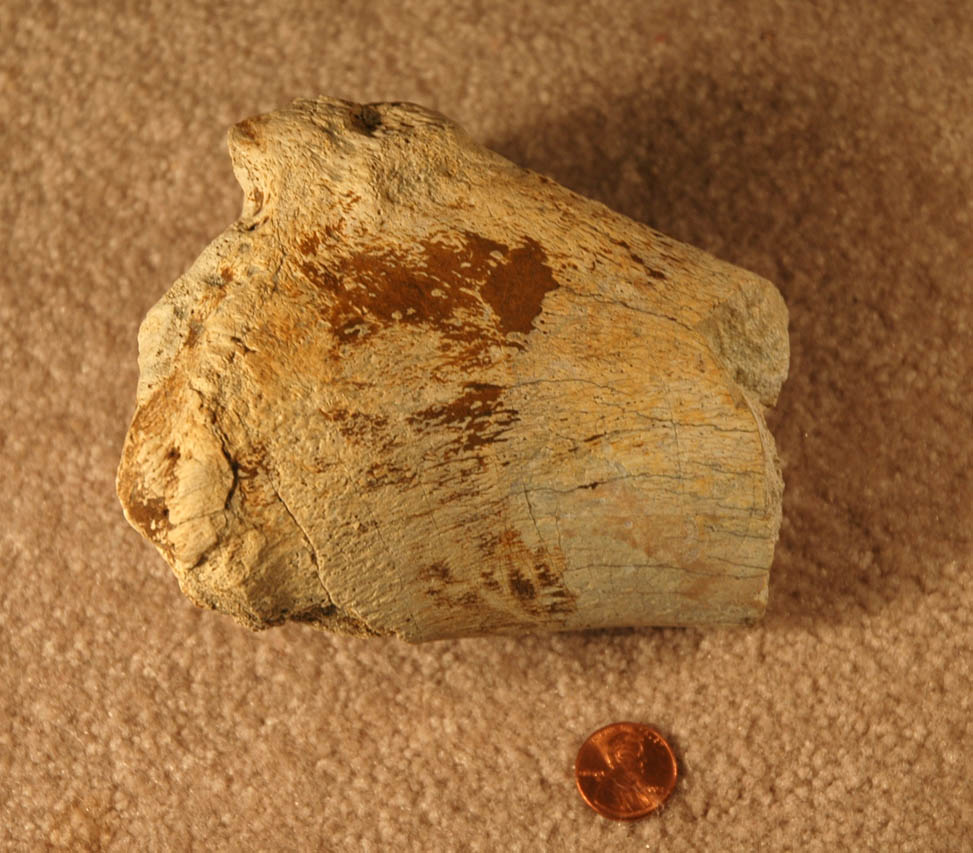1998 Geology Field Camp Finds - Member Collections - The Fossil Forum