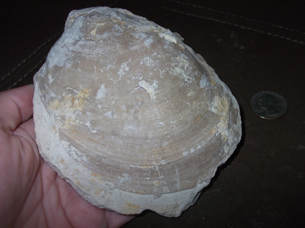 Cretaceous Marine Fossil Hunt 11/2/11 (Field Pics And A Few Ufo's ...