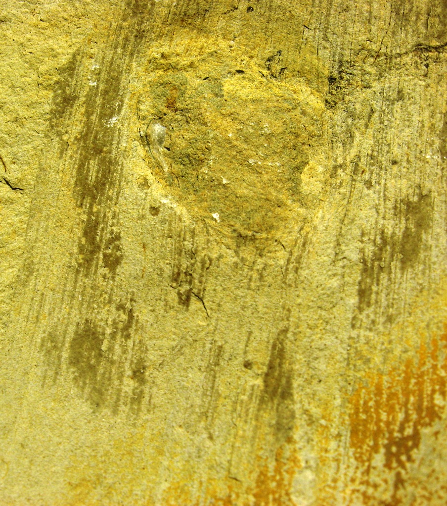 What's That? - Fossil ID - The Fossil Forum
