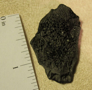 North Myrtle Beach, Sc Fossils And Sharks Teeth. - Member Collections ...