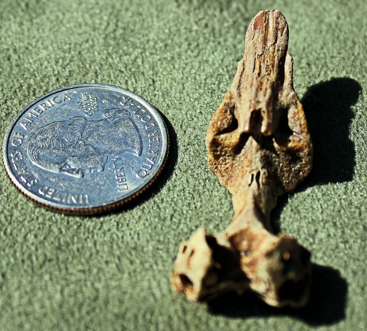 Fish Skull Piece? - Fossil ID - The Fossil Forum
