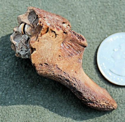 Fish Skull Piece? - Fossil ID - The Fossil Forum