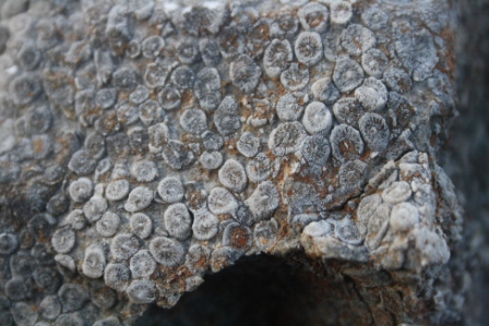 Coral Fossils - Caim, Anglesey, Uk. - Fossil ID - The Fossil Forum