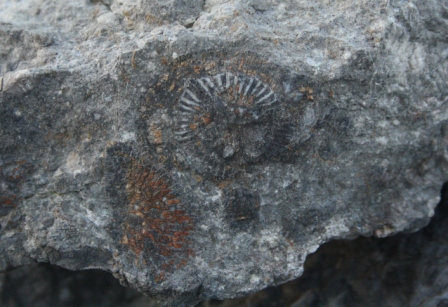 Coral Fossils - Caim, Anglesey, Uk. - Fossil ID - The Fossil Forum