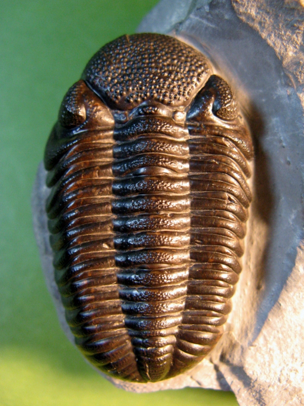 The Becca Bug - General Fossil Discussion - The Fossil Forum