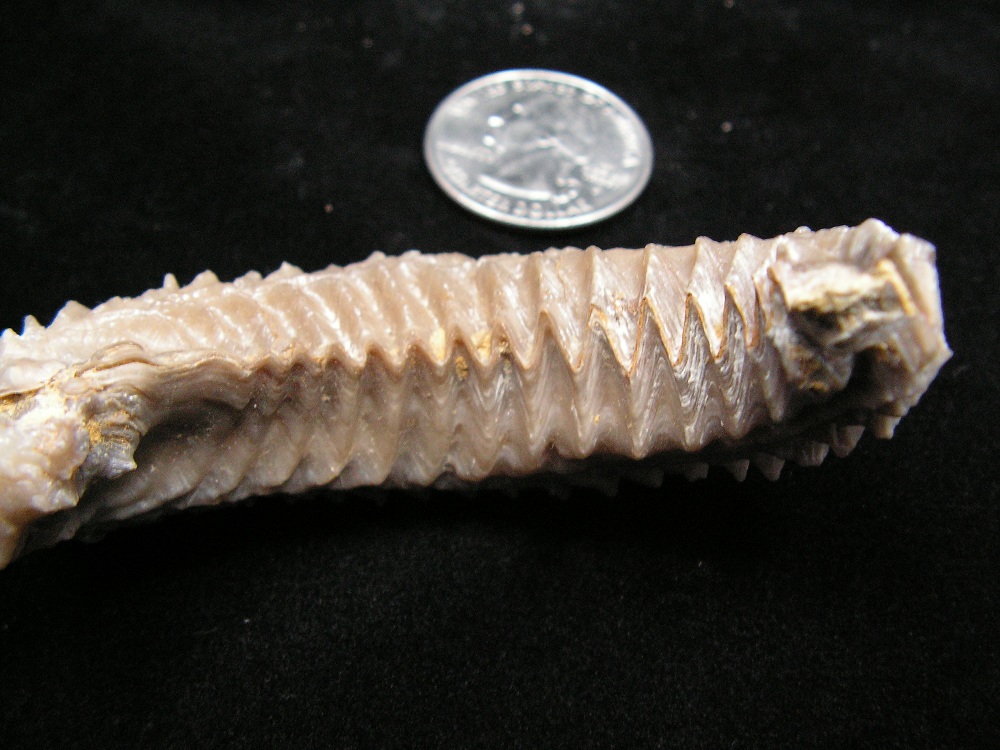 Need Id For Seed Pod?!? - Fossil ID - The Fossil Forum