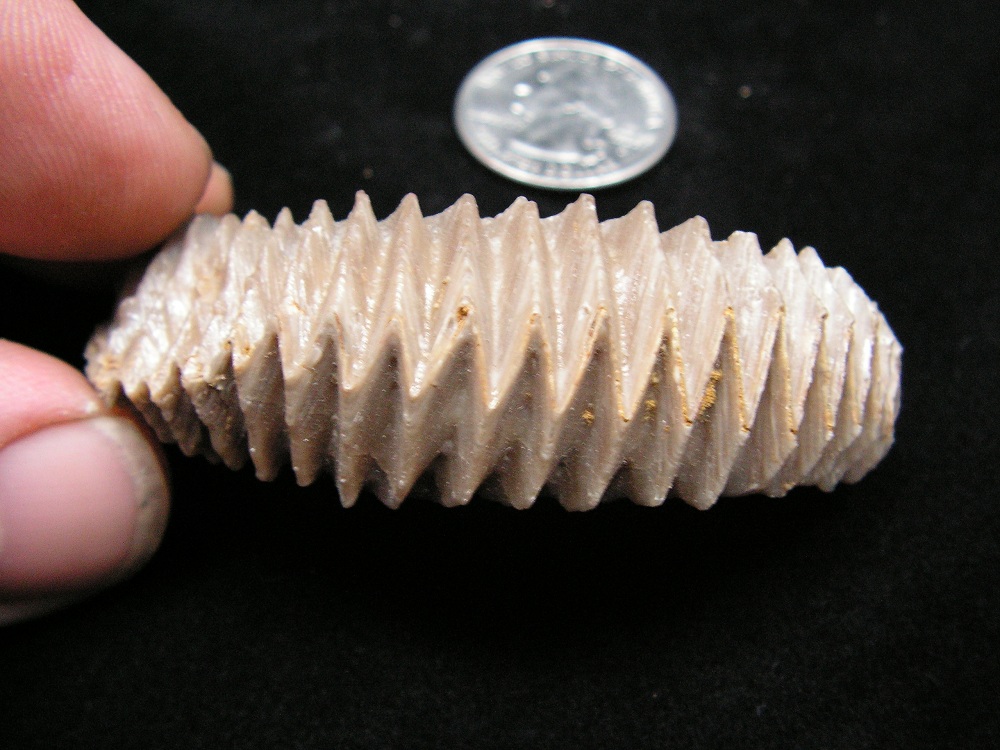 Need Id For Seed Pod?!? - Fossil ID - The Fossil Forum