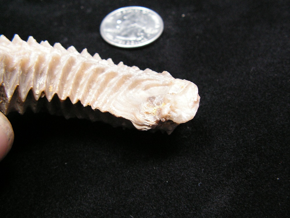Need Id For Seed Pod?!? - Fossil ID - The Fossil Forum