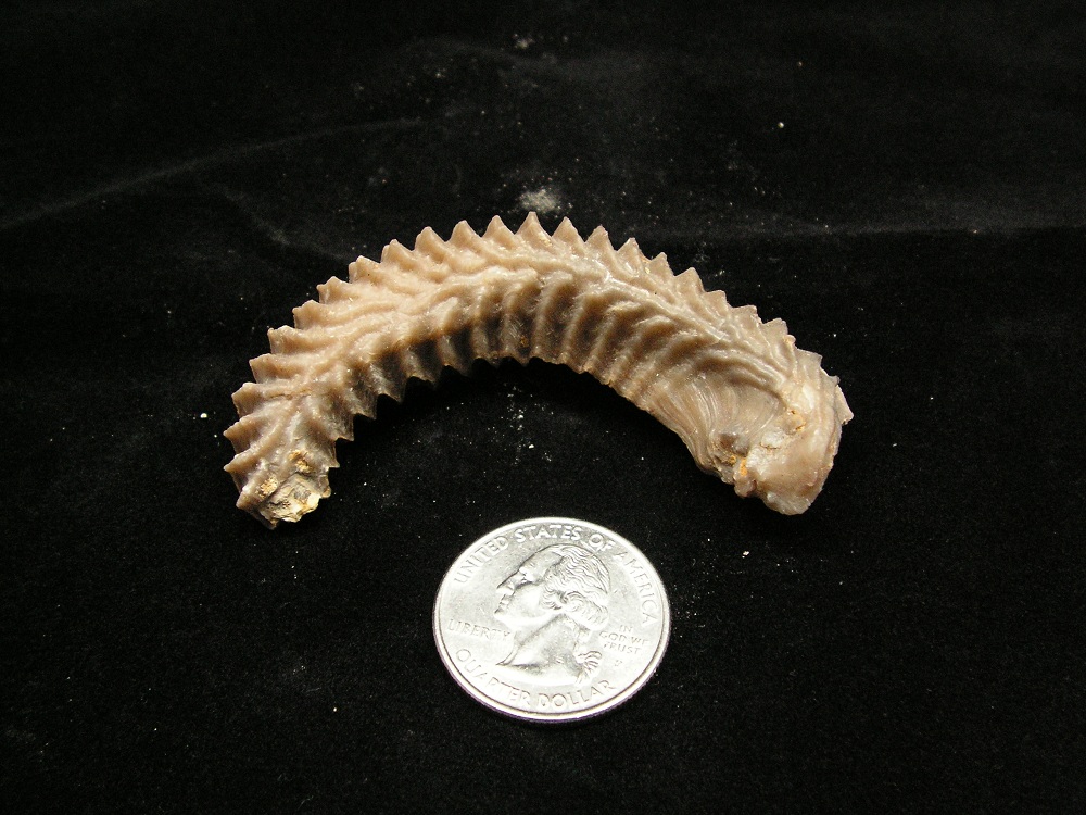 Need Id For Seed Pod?!? - Fossil ID - The Fossil Forum