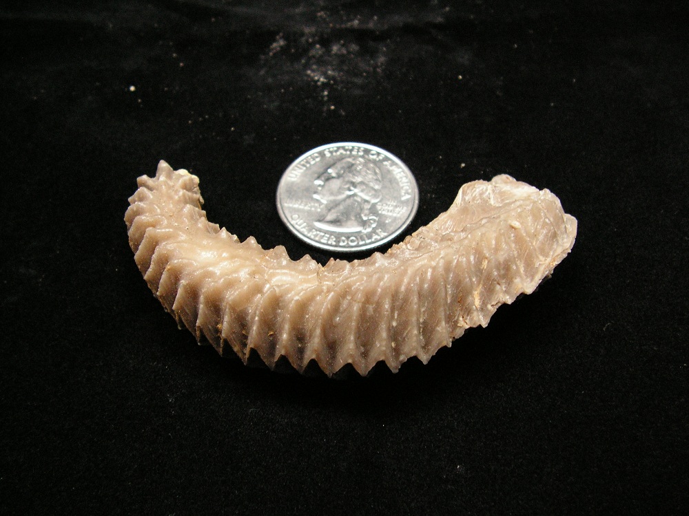 Need Id For Seed Pod?!? - Fossil ID - The Fossil Forum