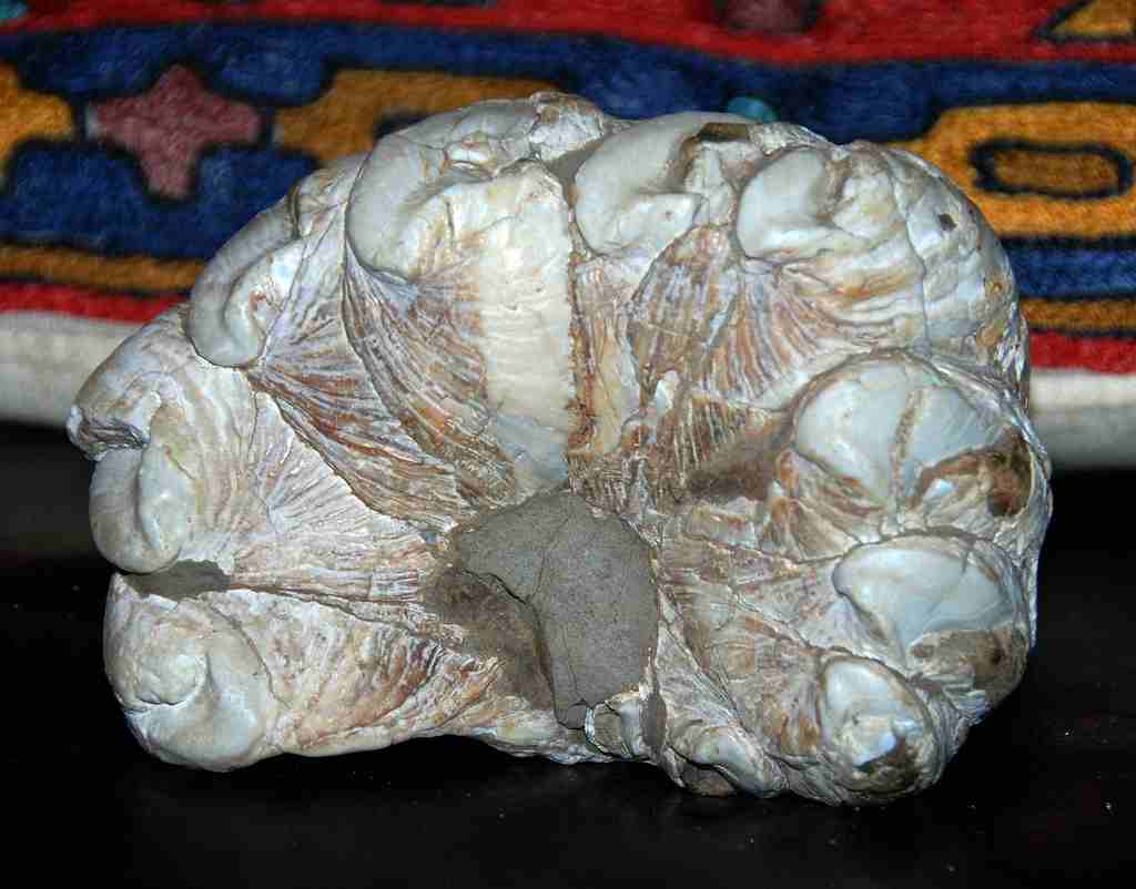 Crepidula Princeps - Purissima Formation - Half-Moon Bay - Member ...
