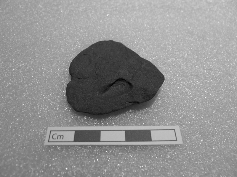 Shell Impression - Fossil ID - The Fossil Forum
