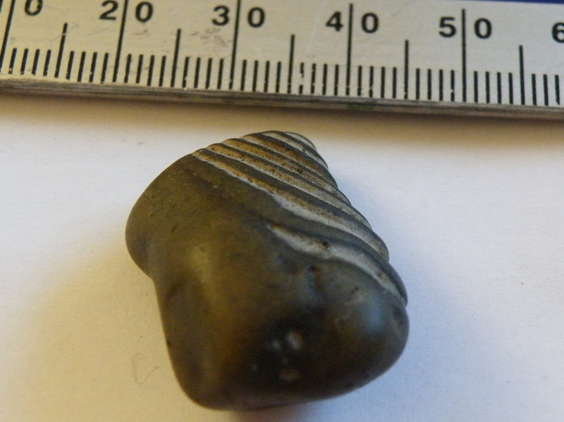 Tooth Or Stone? - Fossil ID - The Fossil Forum
