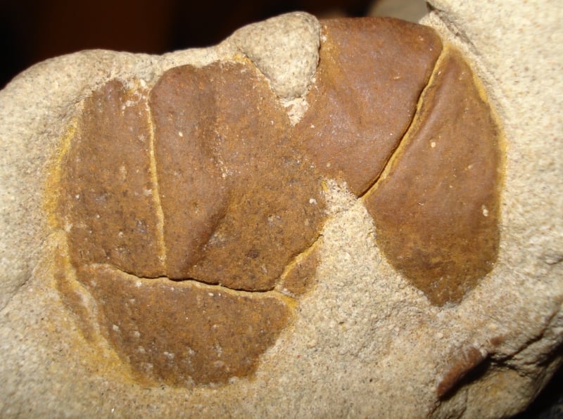 Nodules Embedded In Siltstone.. - Fossil ID - The Fossil Forum