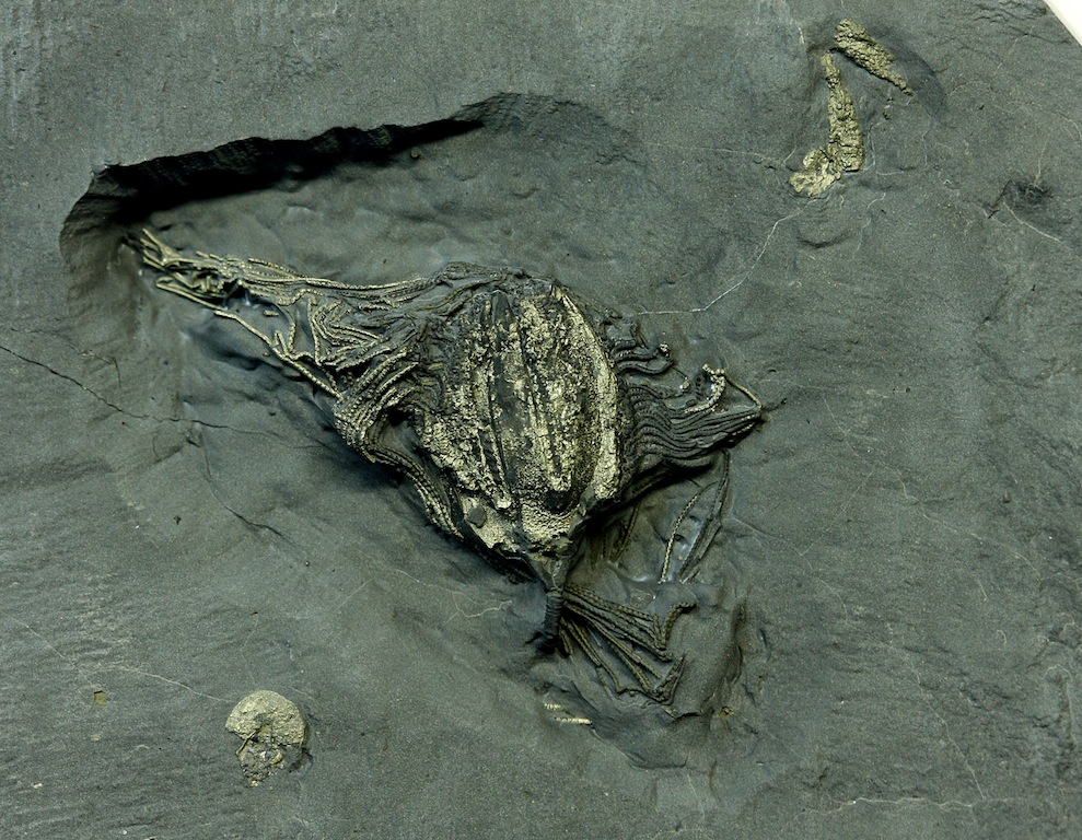 Pyritized Devonian Blastoid W/brachioles From New York - Fossil ID ...