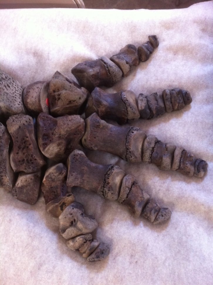 A Very Large Toe Bone - Fossil ID - The Fossil Forum