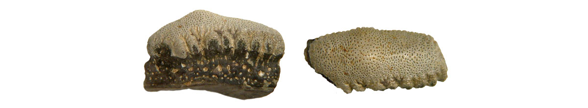 Pennsylvanian Shark Tooth - Fossil ID - The Fossil Forum
