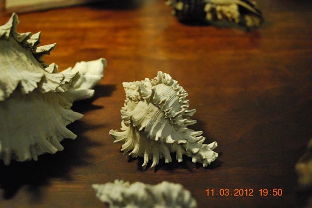 Dredge Piles In South Florida - Fossil Hunting Trips - The Fossil Forum