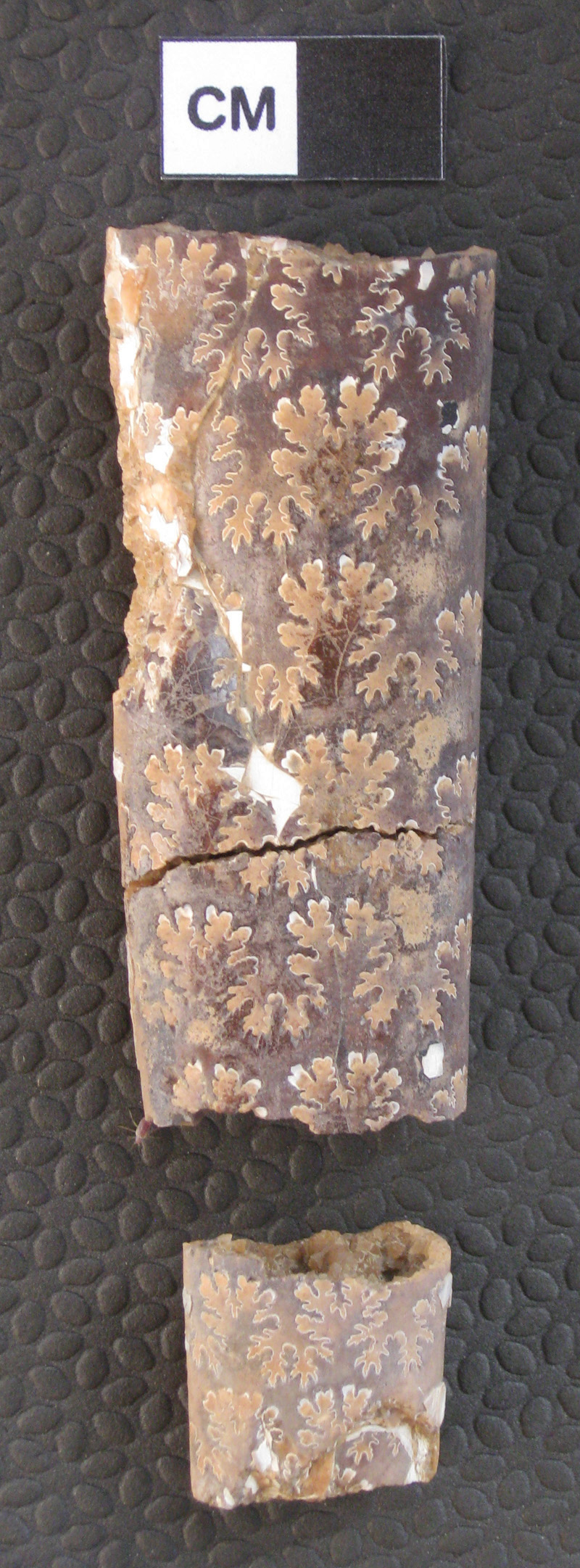 Cretaceous Colorado- Baculite Mesa And Tepee Buttes - Fossil Hunting ...