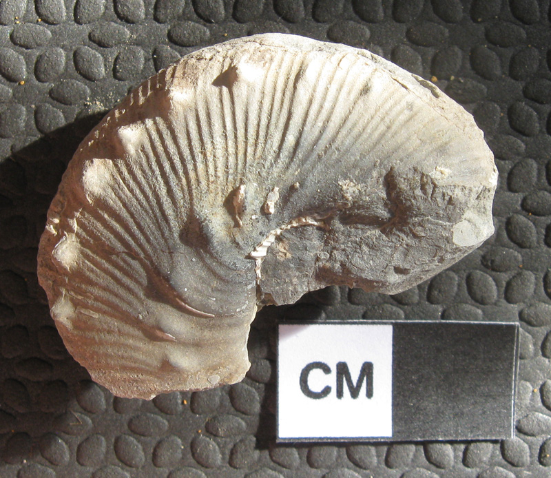 Cretaceous Colorado- Baculite Mesa And Tepee Buttes - Fossil Hunting ...