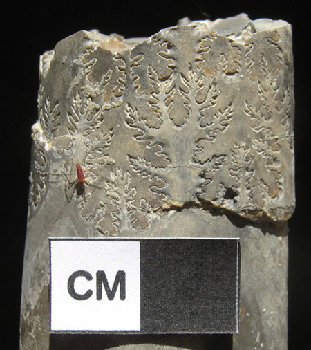 Cretaceous Colorado- Baculite Mesa And Tepee Buttes - Fossil Hunting ...