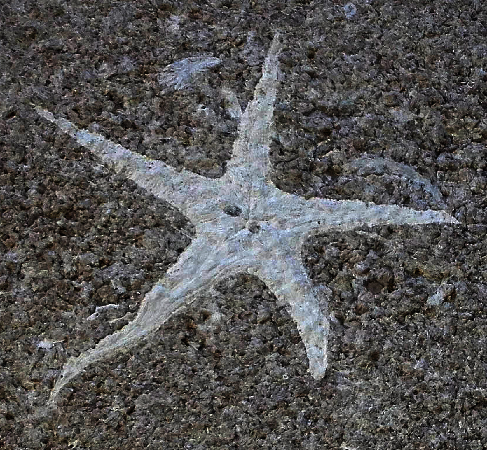 Old School Starfish - General Fossil Discussion - The Fossil Forum