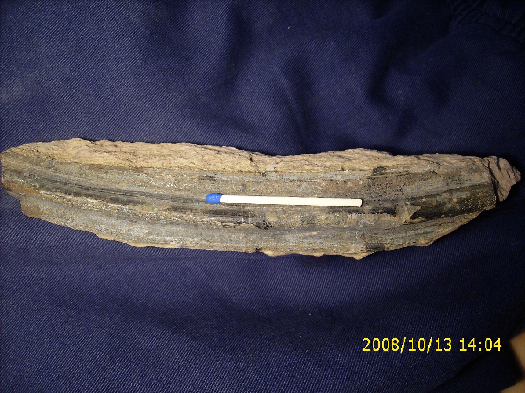 Acanthodian Spine, Devonian, Maider Area - Fossil ID - The Fossil Forum