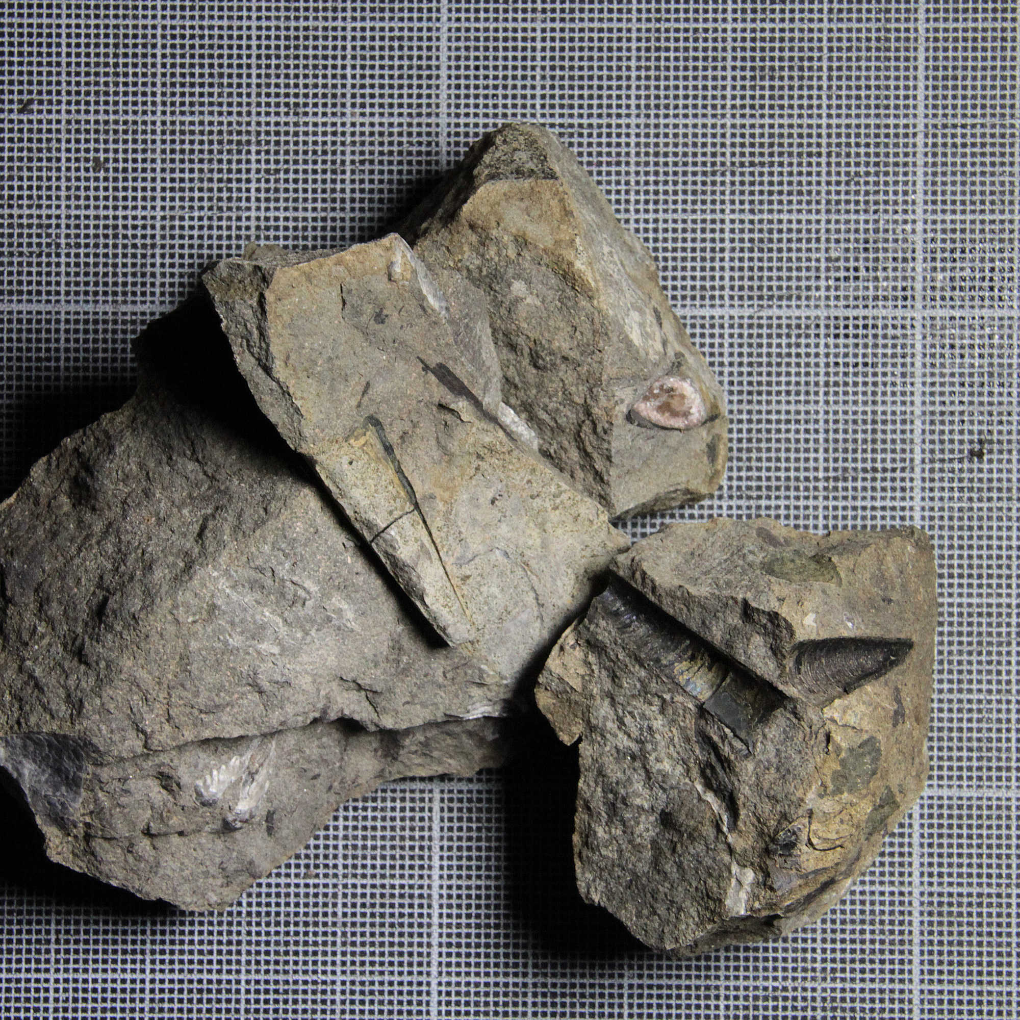 Conulariid From Permian... - Fossil ID - The Fossil Forum