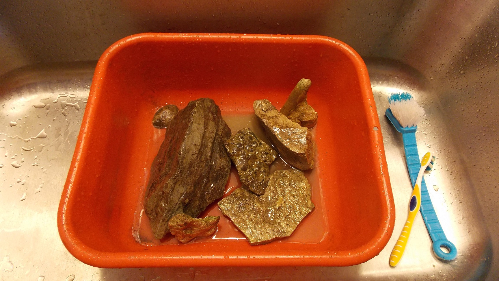 Washing Fossils In The Kitchen Sink - General Fossil Discussion - The ...