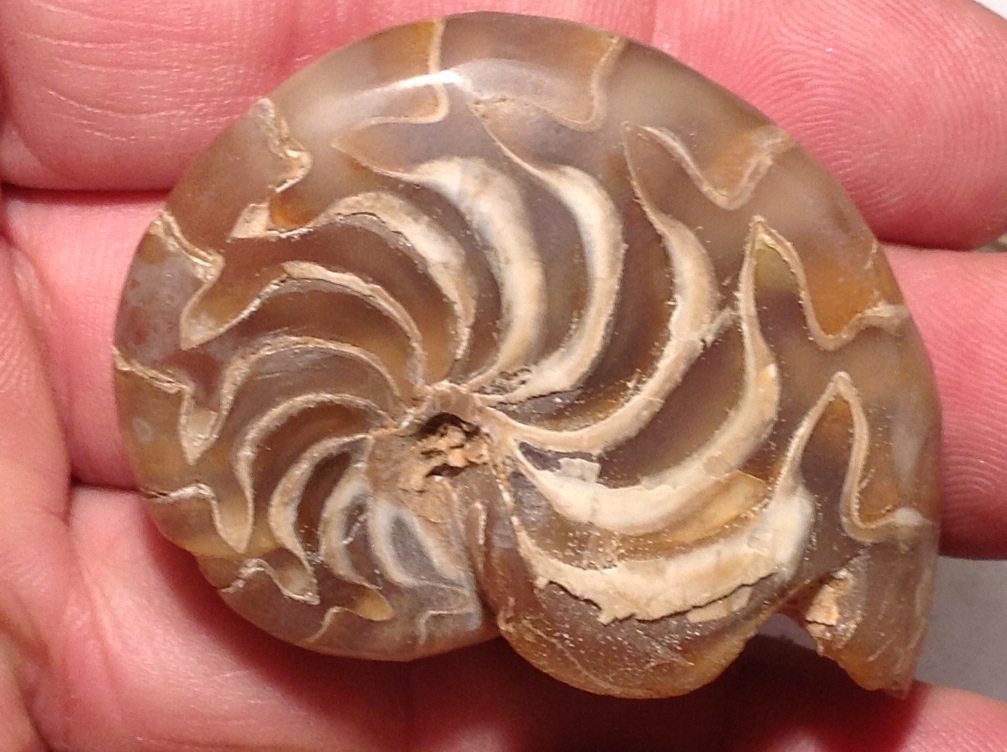 Eocene Nautilus Aturia Completely Replaced With Agate - Page 2 ...