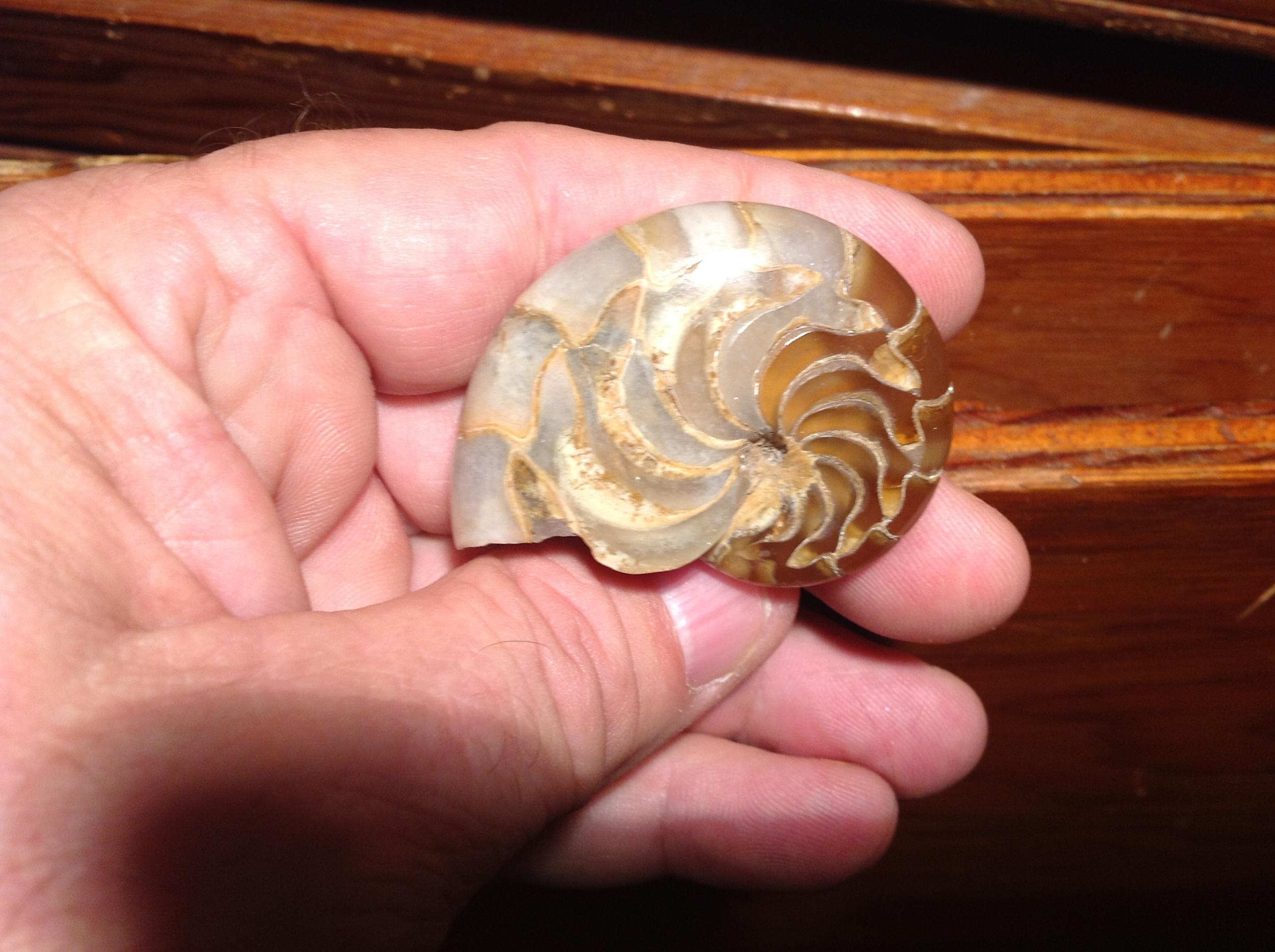 Eocene Nautilus Aturia Completely Replaced With Agate - Page 2 ...
