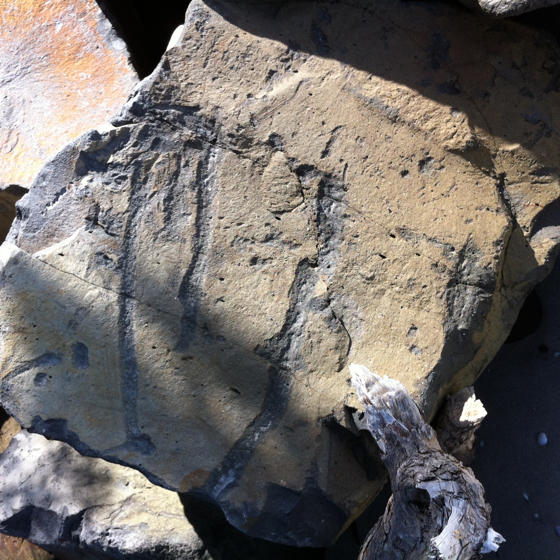 Possible Plesiosaur Flipper Marks - Fossil ID - The Fossil Forum