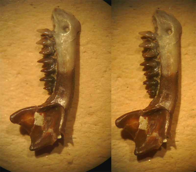 How To Take 3D Pictures Of Your Fossils With Any Camera - General ...