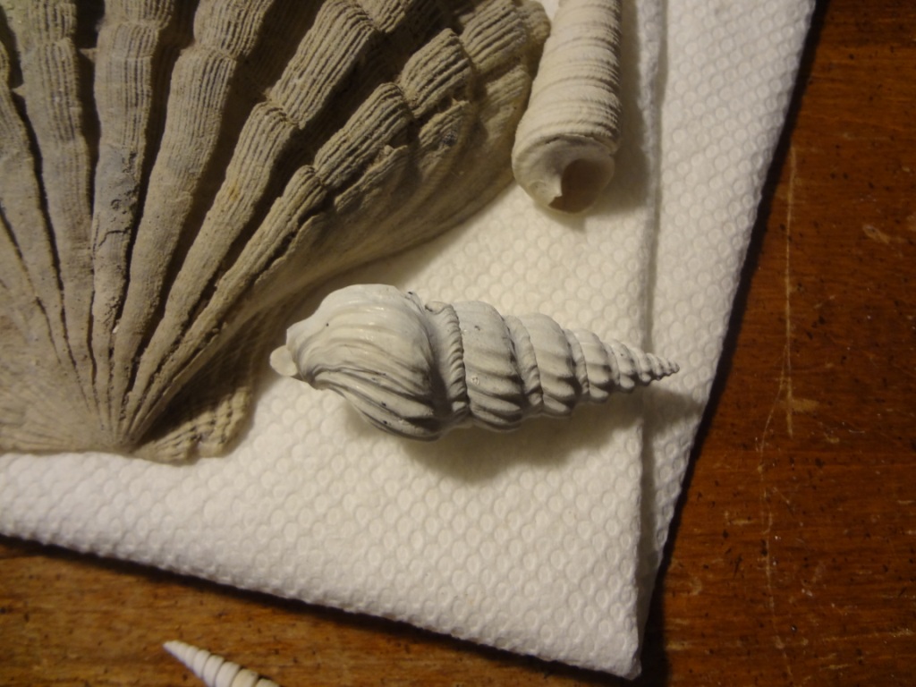 Loving West Florida - Fossil Hunting Trips - The Fossil Forum