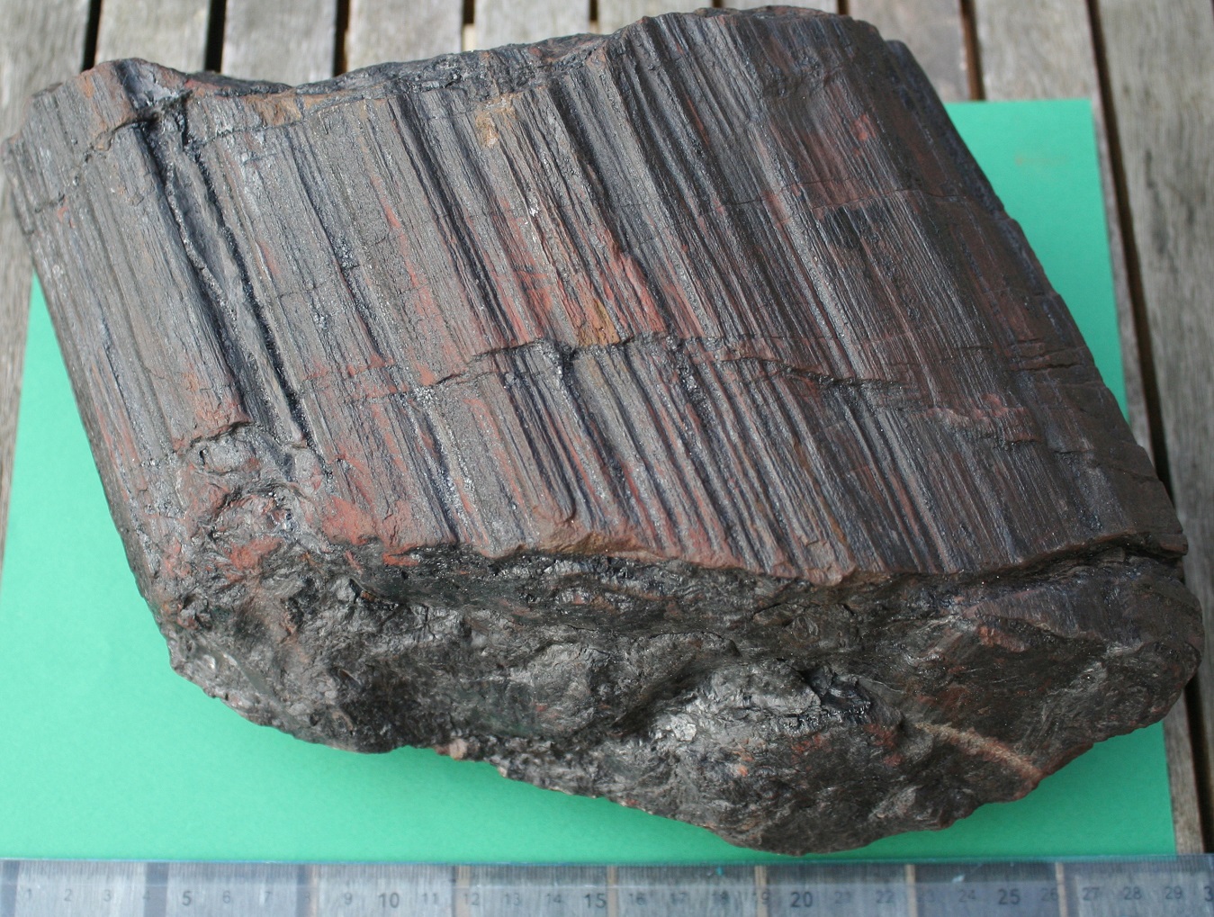 Carboniferous Trunk - Fossil ID - The Fossil Forum