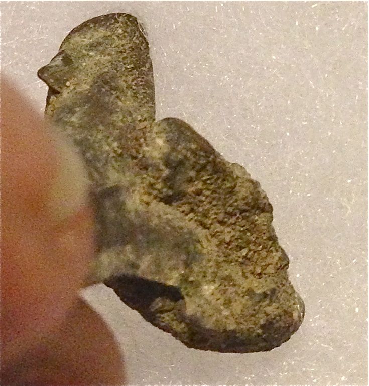 Shark Tooth Root Pathology - Fossil ID - The Fossil Forum