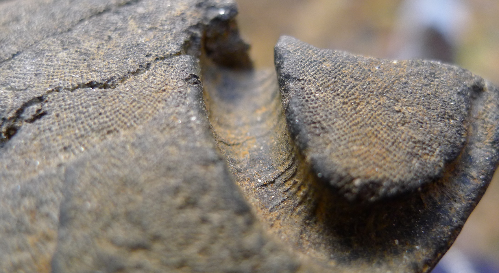 Bryozoan On Inside Of Baculite Living Chamber - Fossil ID - The Fossil ...