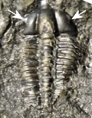 Trilobite From The Middle Cambrian Of Sweden - Fossil ID - The Fossil Forum